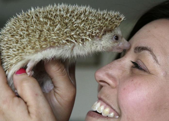 Prickly pets become popular | Life & Arts | wvgazettemail.com