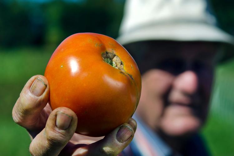 The seeds that give: Retired plant pathologist unveils final variety of ...