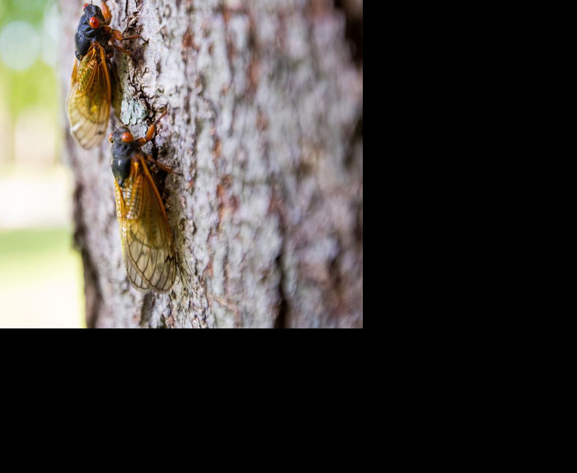 Cicadas are here; Naturalist breaks down why, for how long | Kanawha ...