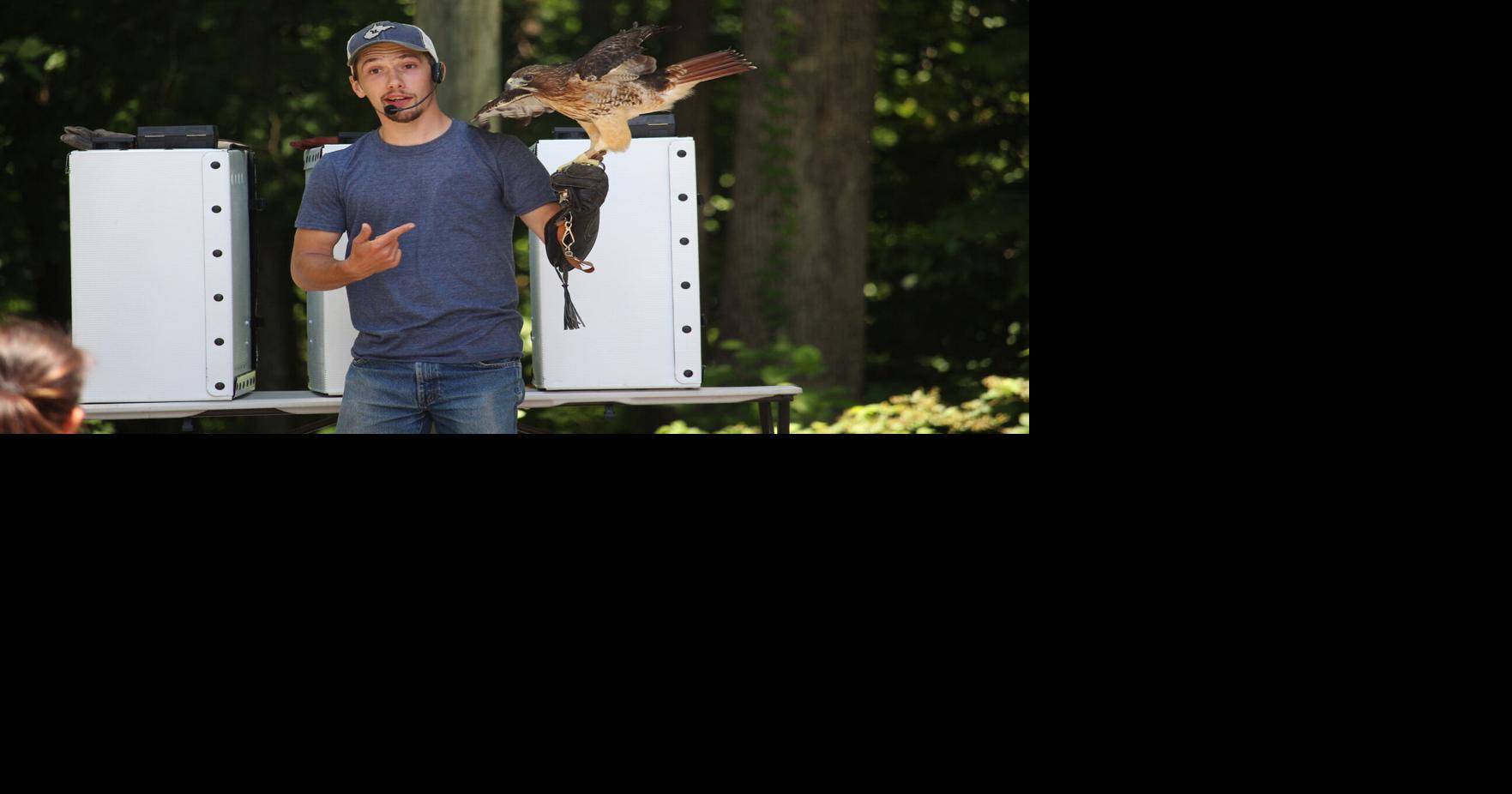 How to see a presentation from Laurel Fork Falconry, meet the birds of ...