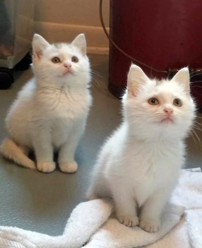 Feline advocacy group to hold fundraiser | Life & Arts | wvgazettemail.com