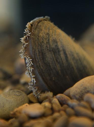 WV wildlife refuge visitor center flexes its mussels this month ...