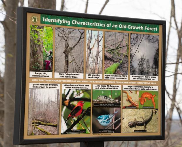 Driving tours make Kanawha State Forest's old growth more accessible ...