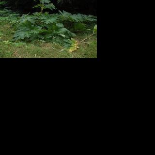 Garden Guru: Giant hogweed is causing a rash of skin rashes | Life ...