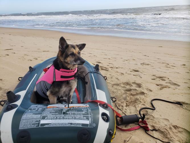 Laws for Paws: Rules to regard when starting an animal rescue | Life ...