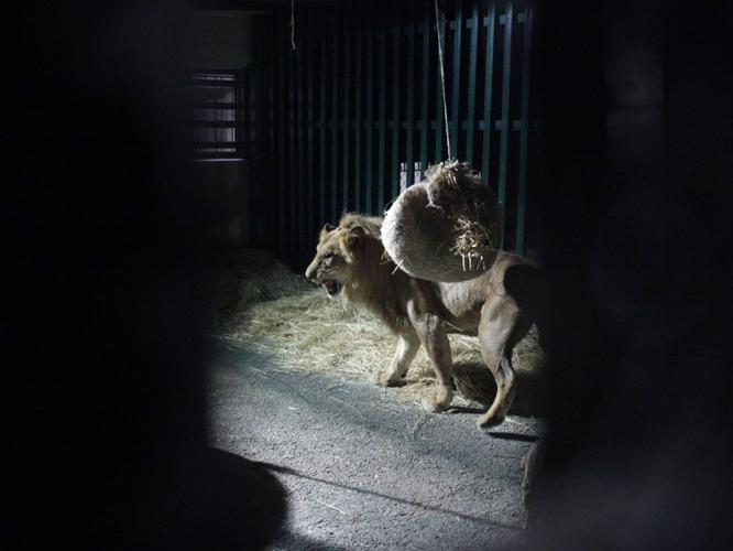 Lions relocated amid Gaza war | News | wvgazettemail.com