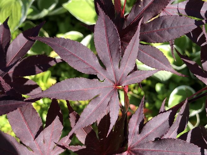 Good 2 Grow: Deep purple adds depth to the garden | Life & Arts ...