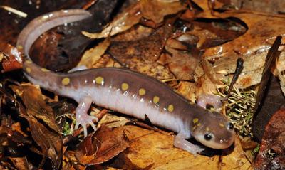 Salamanders on the march | Outdoor Pursuits | wvgazettemail.com