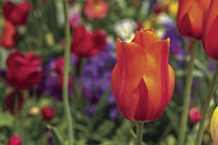 Good 2 Grow: Lipstick gardens add bright zing to landscape | Life ...
