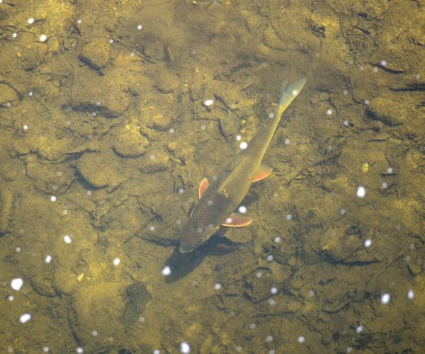 Trade of silty, 2-acre lake for mile-long trout stream now completed in ...