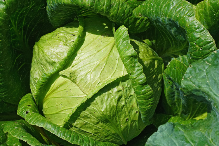 On the Other Side of the Mountain: Probing into probiotic foods | Food ...