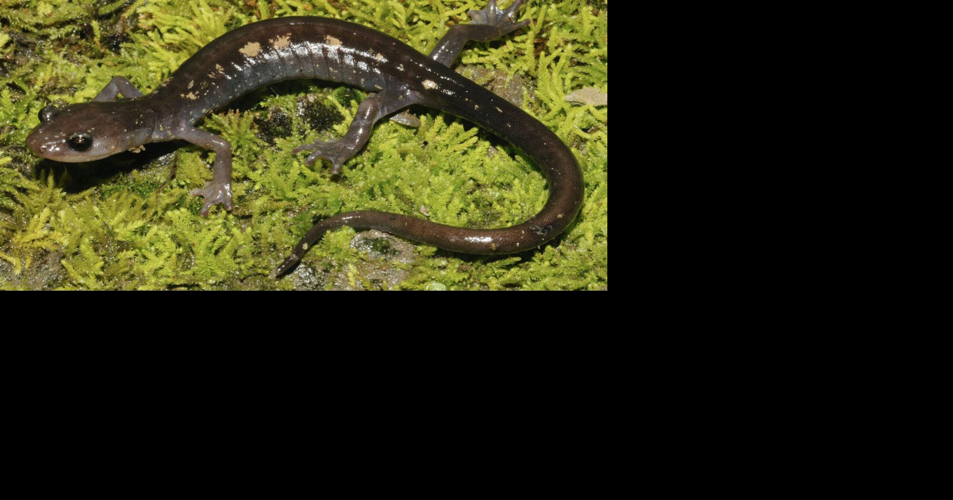 Endangered?: Feds rule on 2 rare WV salamander species | News ...