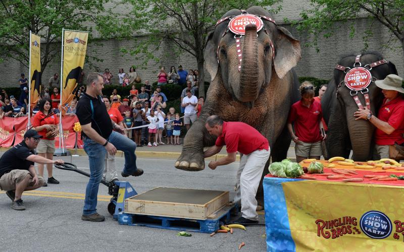 circus elephants