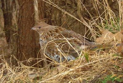 This looks like another gloomy year for WV's grouse hunters | Hunting ...