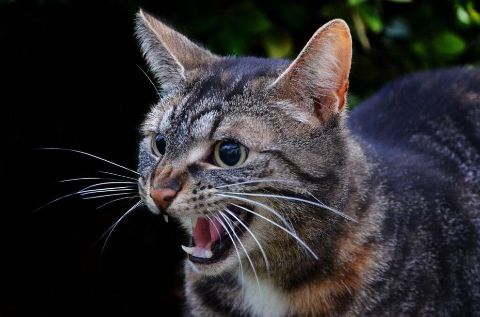 Reminder: Rabies exists, so be cautious around animals you don't know ...