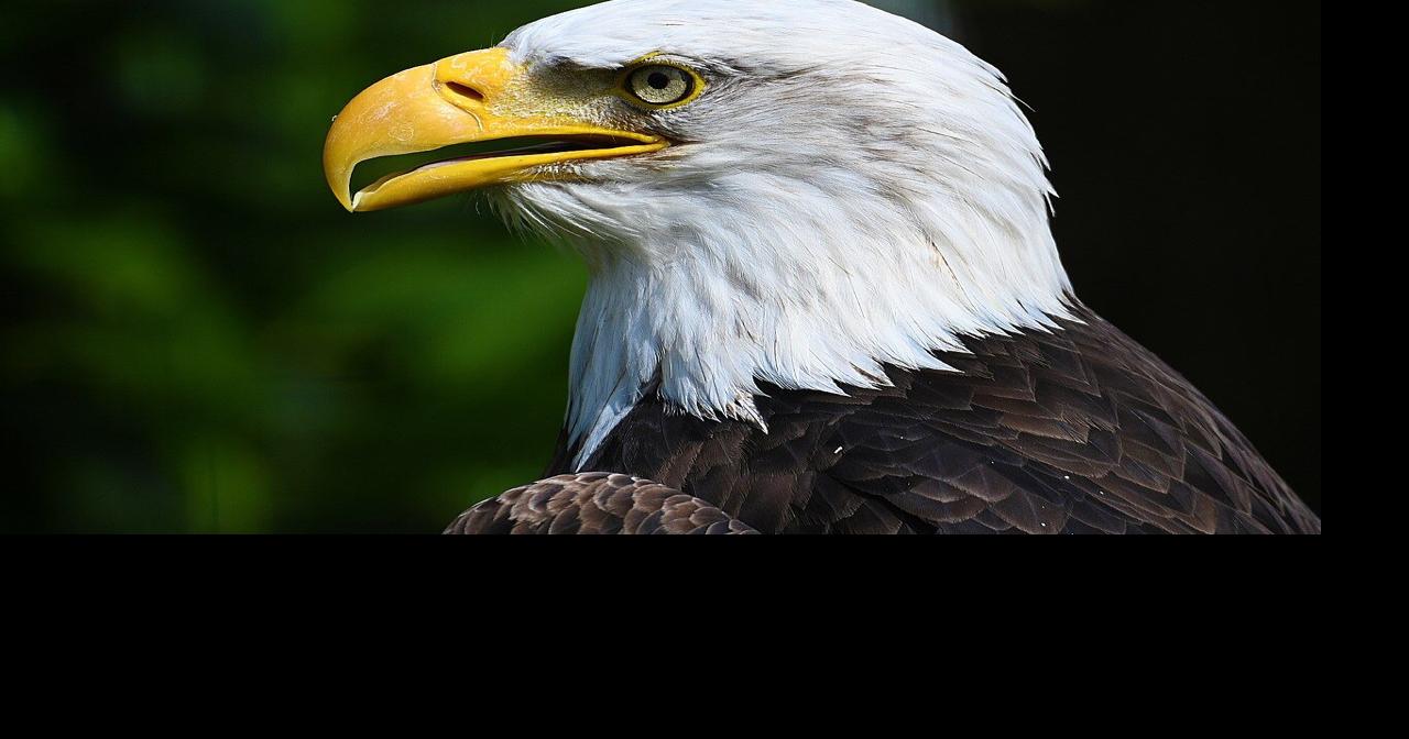 Biden signs a bill officially making the bald eagle the national bird ...