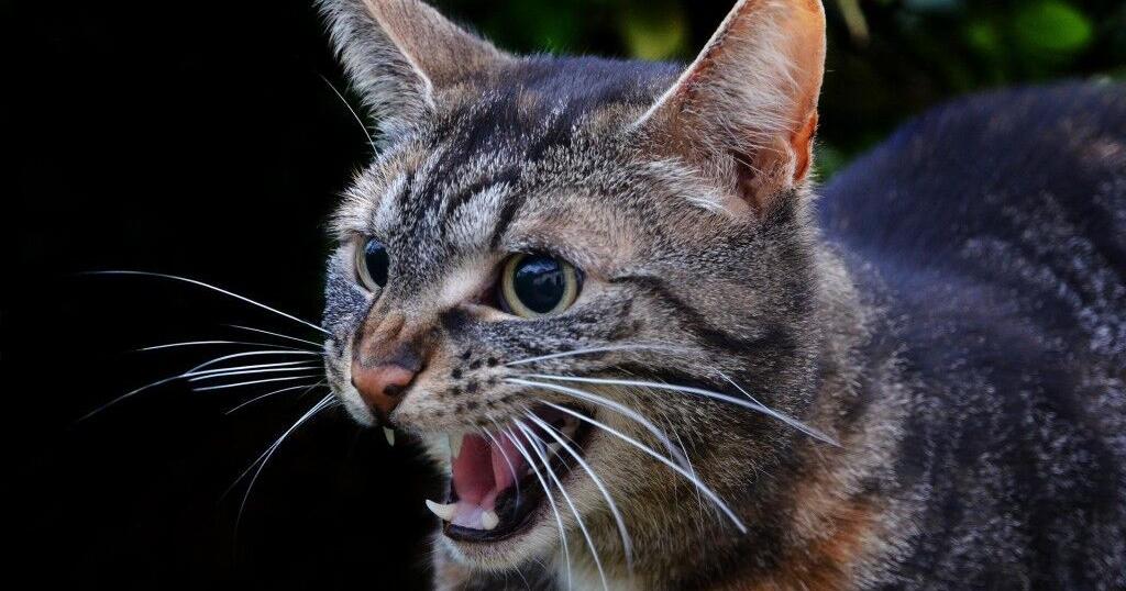 Reminder: Rabies exists, so be cautious around animals you don't know ...