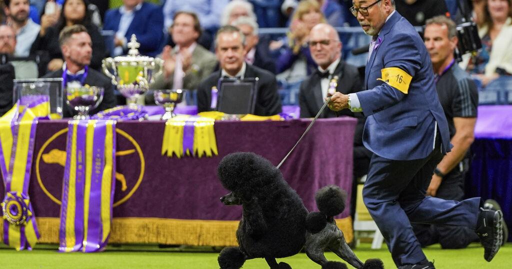 Miniature poodle named Sage wins Westminster Kennel Club dog show ...