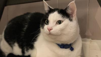 Pet of the Week: Meet Pooter | Pet of the Week | wvua23.com