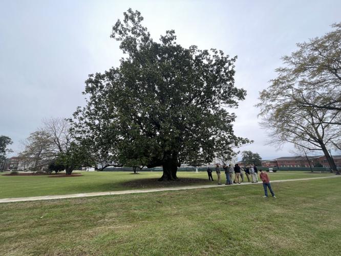 Alabama has a new champion… Magnolia tree | Alabama News | wvua23.com