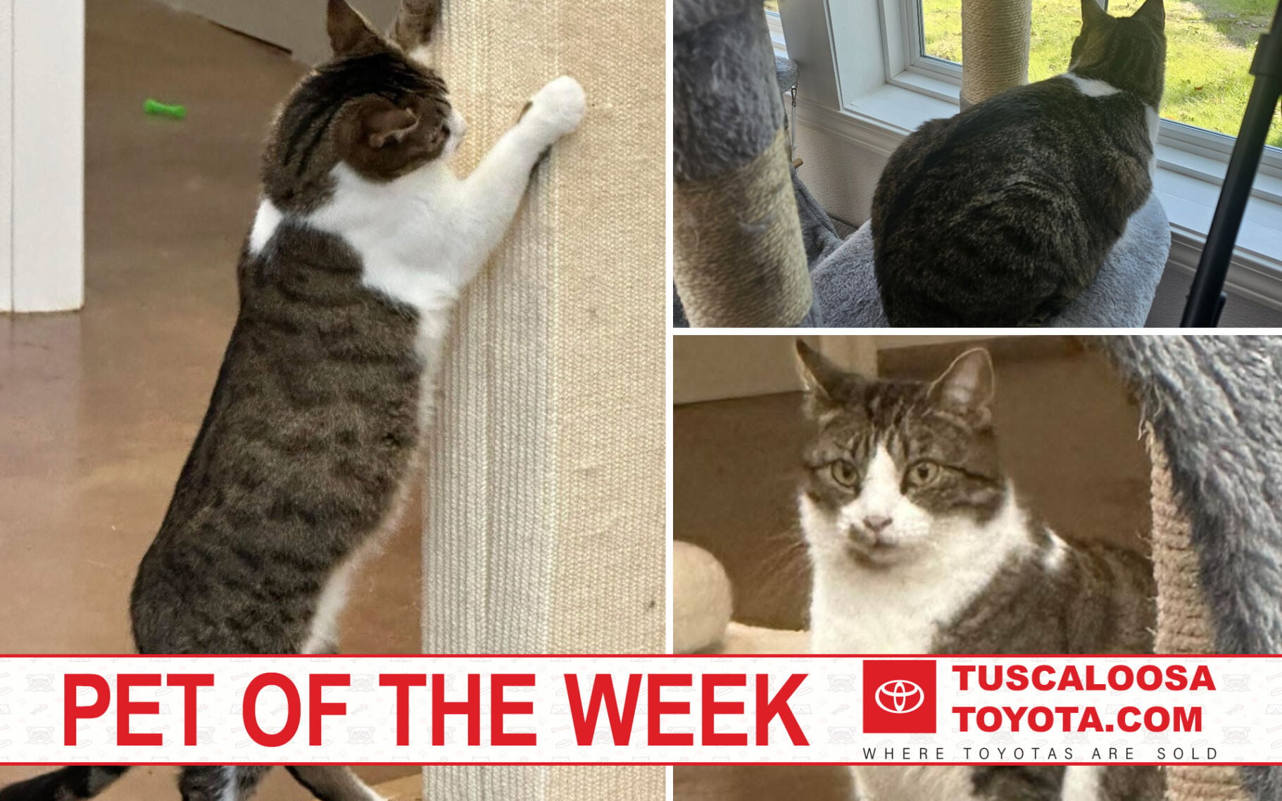 Pet of the Week: Meet Marilyn | Community Stories | wvua23.com