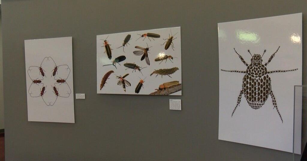 Bama Bug Fest returns in person this spring | Local News | wvua23.com