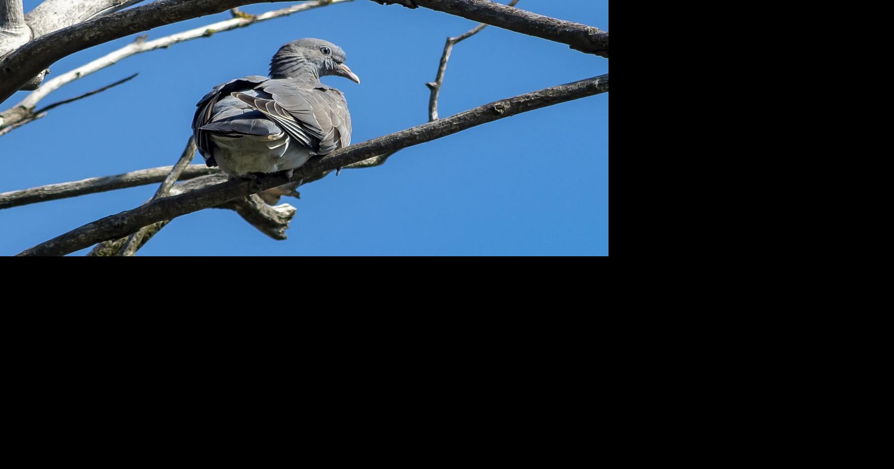 COCAINE CHARGE DROPPED AFTER DRUG TEST COMES BACK AS BIRD POOP | Local ...