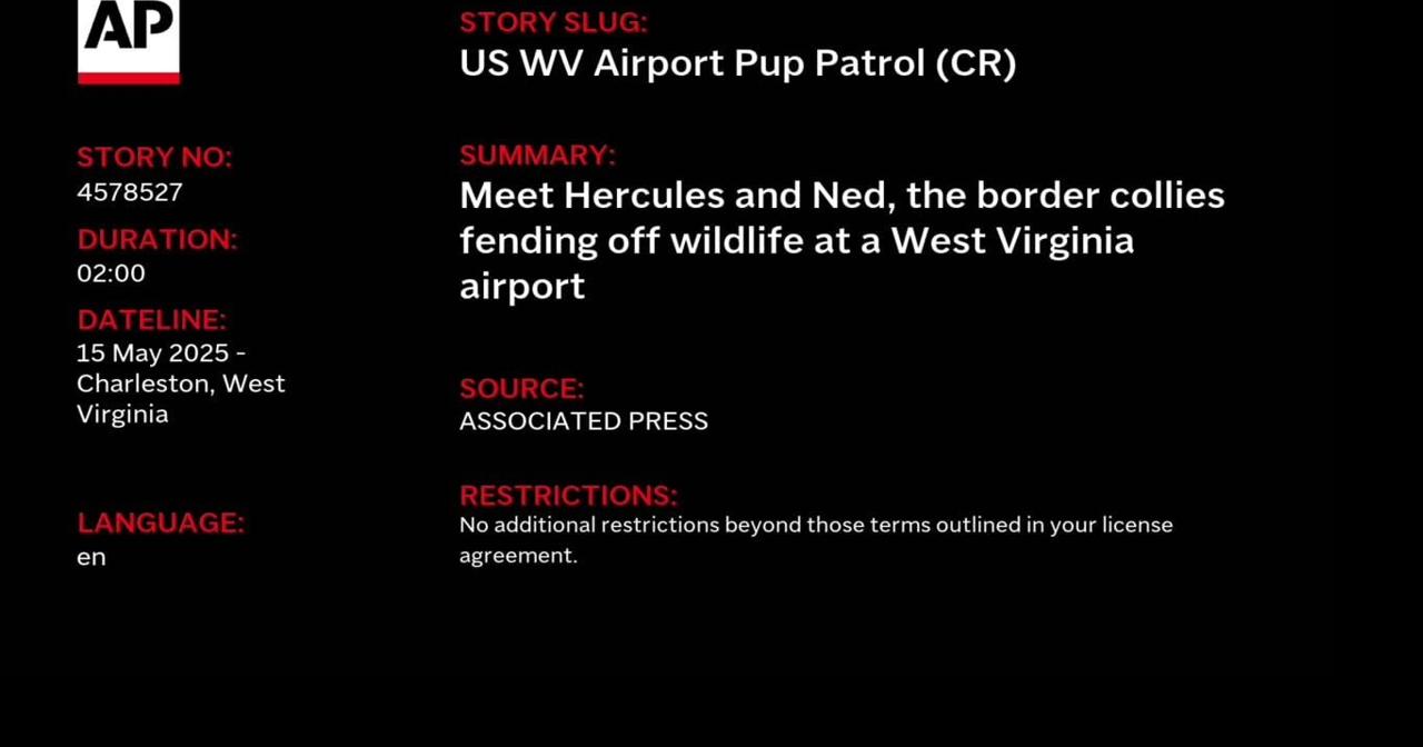 AP - Meet Hercules and Ned, the border collies fending off wildlife at ...