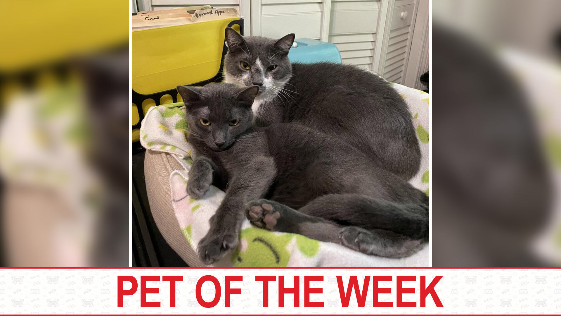Pet of the Week: Meet Gracie and Oliver | Community Stories | wvua23.com