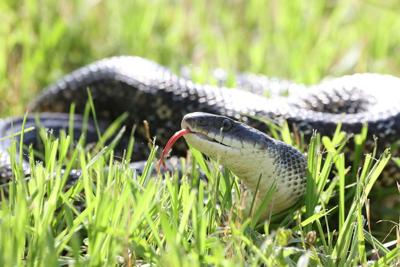 Scared of snakes? Learn how to identify these useful danger noodles ...