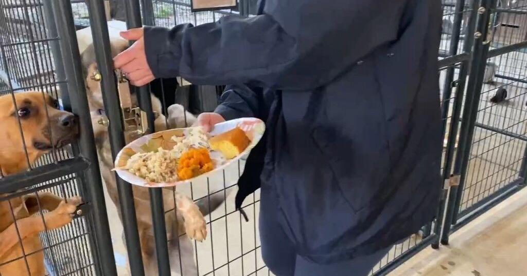 Humane Society celebrates Thanksgiving with dog-friendly dinner | Local ...