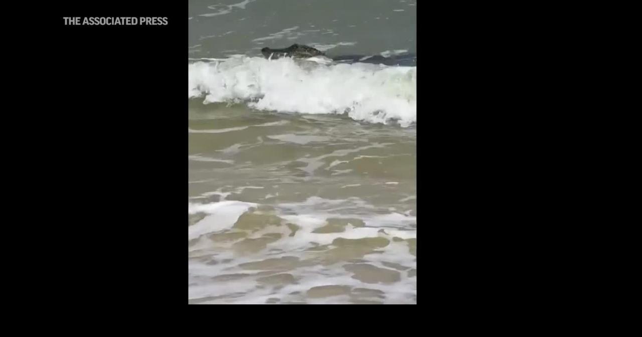 Surfing gator seen relaxing at Alabama beach amid the waves | Alabama ...