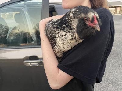 Eggcellent news: Final missing chickens returned to Bear Creek Academy ...