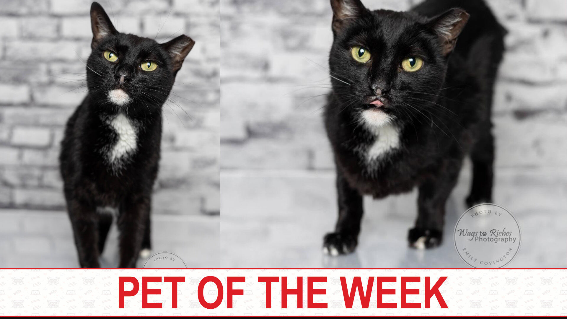 Pet of the Week: Meet Miss Hobbs | Community Stories | wvua23.com