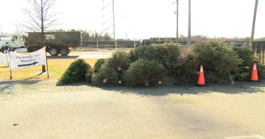 Using a live Christmas tree in Tuscaloosa? City offering free recycling ...