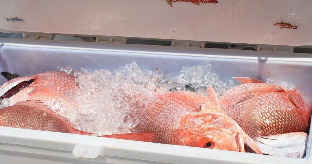 Alabama red snapper season reels in success with strong early harvest ...