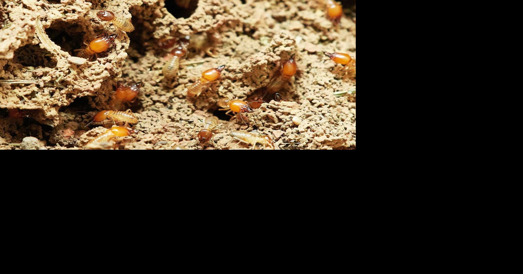 Termites swarm in the South as mating season begins | Alabama News ...
