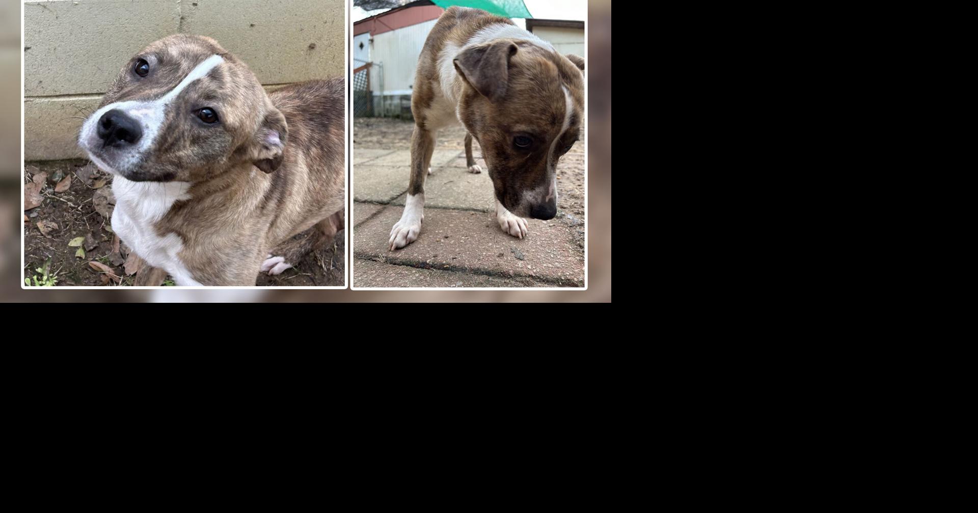 Pet of the Week, Jan. 31, 2023: Meet Ava | Local News | wvua23.com