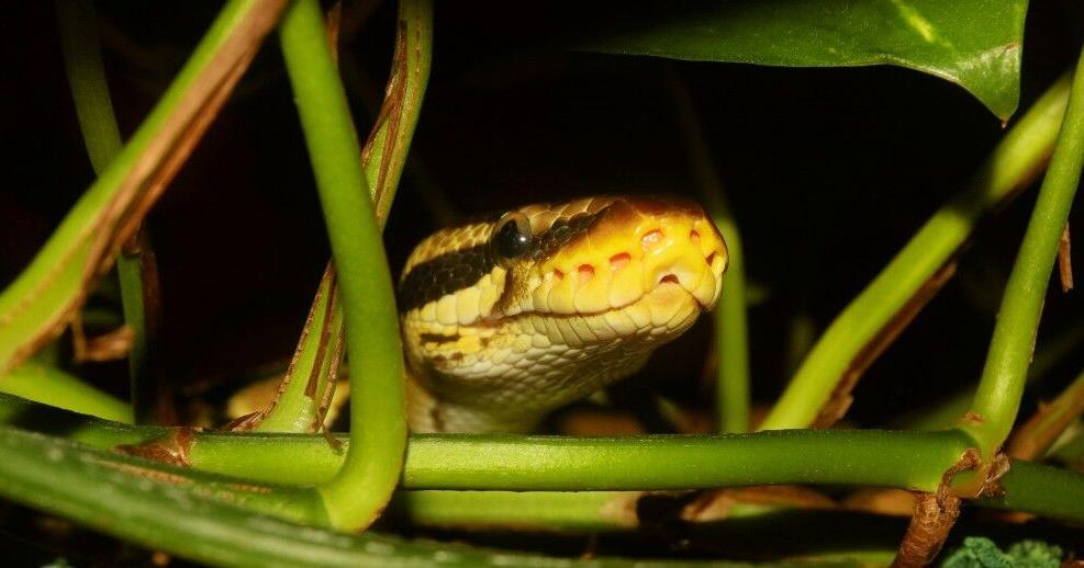 230 pythons taken from Florida Everglades in annual contest | Regional ...