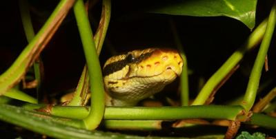 230 pythons taken from Florida Everglades in annual contest | Regional ...