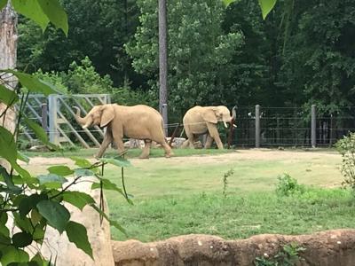 BIRMINGHAM ZOO RECEIVES TWO NEW MALE ELEPHANTS | Alabama News | wvua23.com
