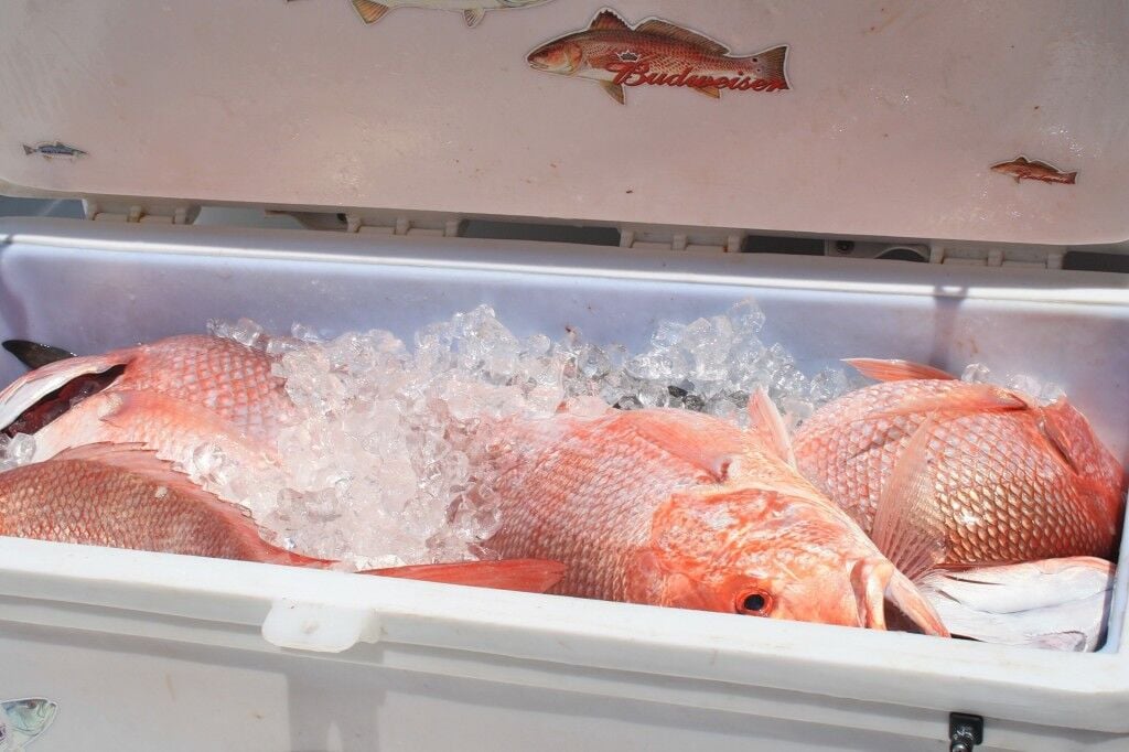 Alabama's red snapper season opens 7 days a week starting May 22 | News ...