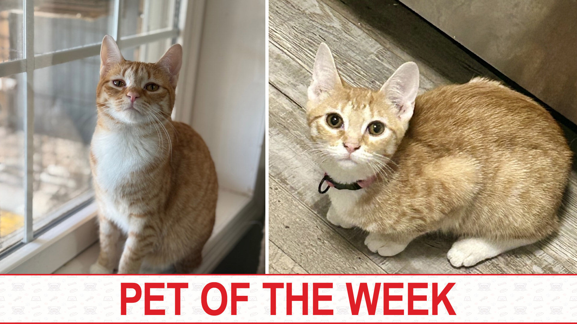 Pet of the Week: Meet Peaches | Community Stories | wvua23.com