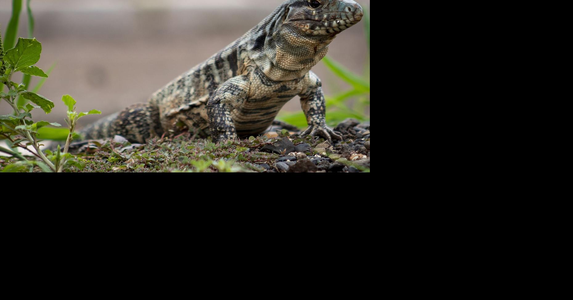 Georgia wildlife agency seeking reports of invasive lizards | Regional ...