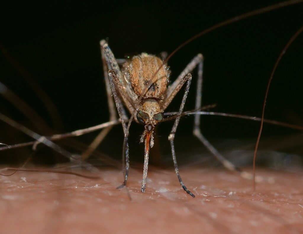 Scratching that bug bite might feel good at first but science explains ...