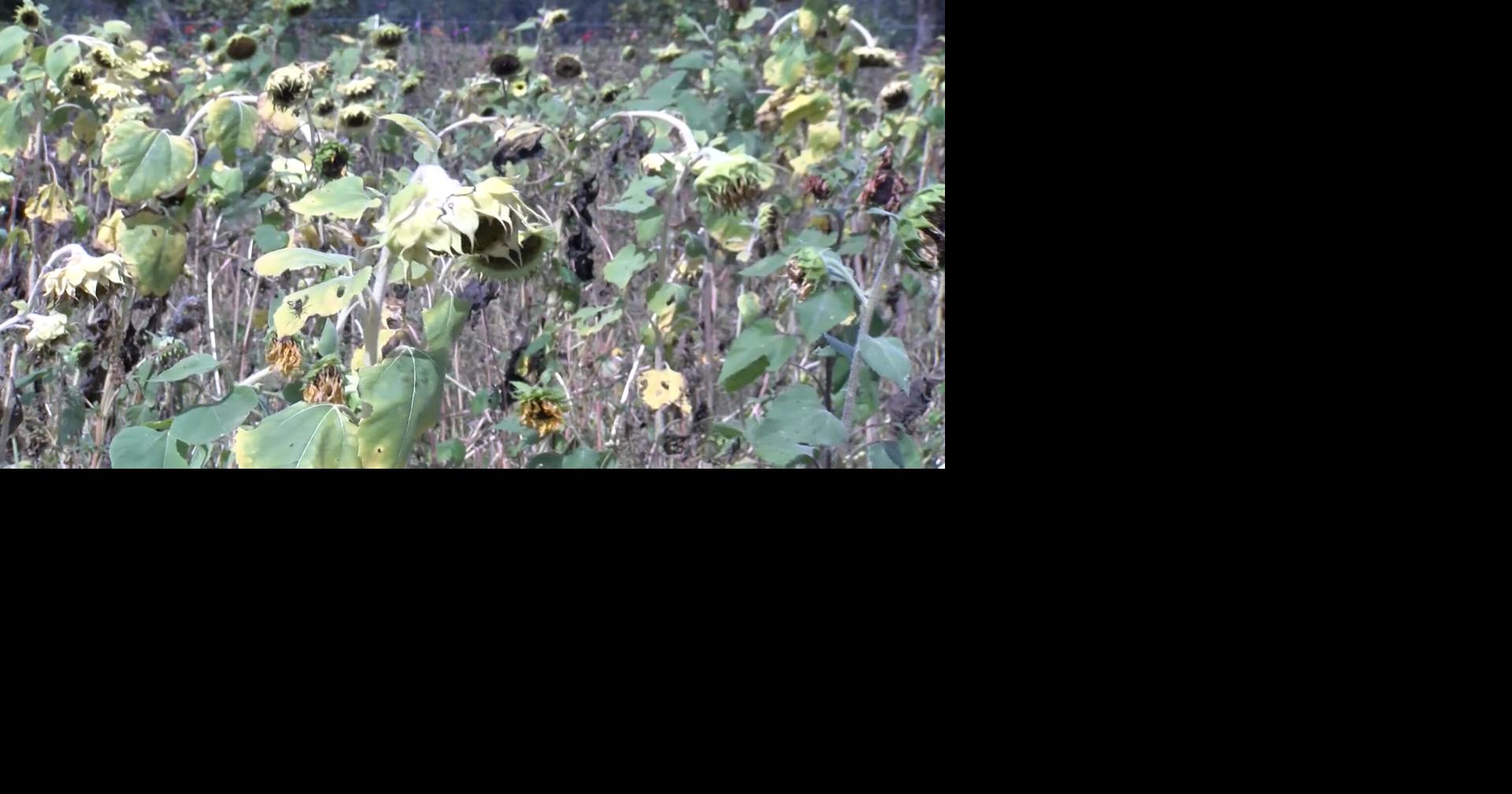 Drought Conditions Are Getting Bad... | Weather | wvua23.com