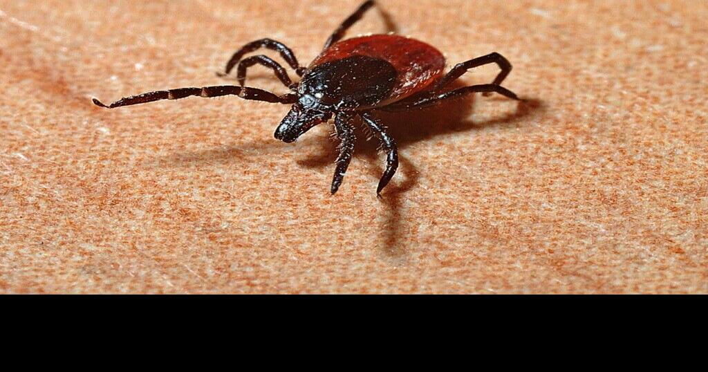 Tiny ticks pose massive health problems in Alabama | Alabama News ...