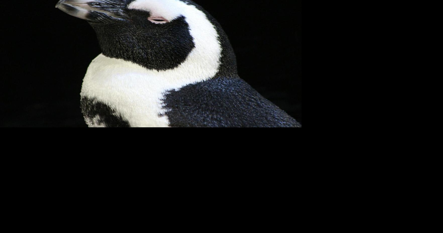 Nodding off is dangerous. Some animals have evolved extreme ways to ...