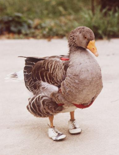 Fleming granddaughter hopes Andy the Goose will inspire for generations ...