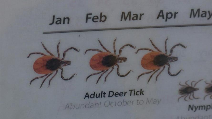 April showers bring May flowers… and ticks | News | wxow.com